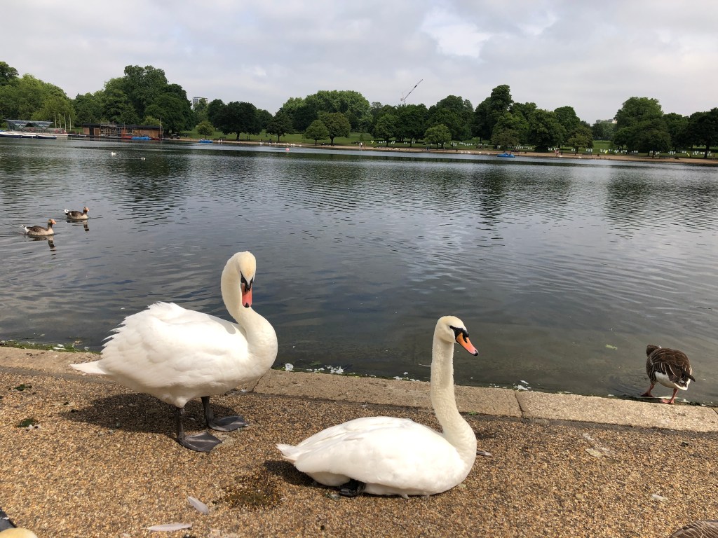Les 7 plus beaux parcs et espaces verts de Londres | Surfer girl around ...